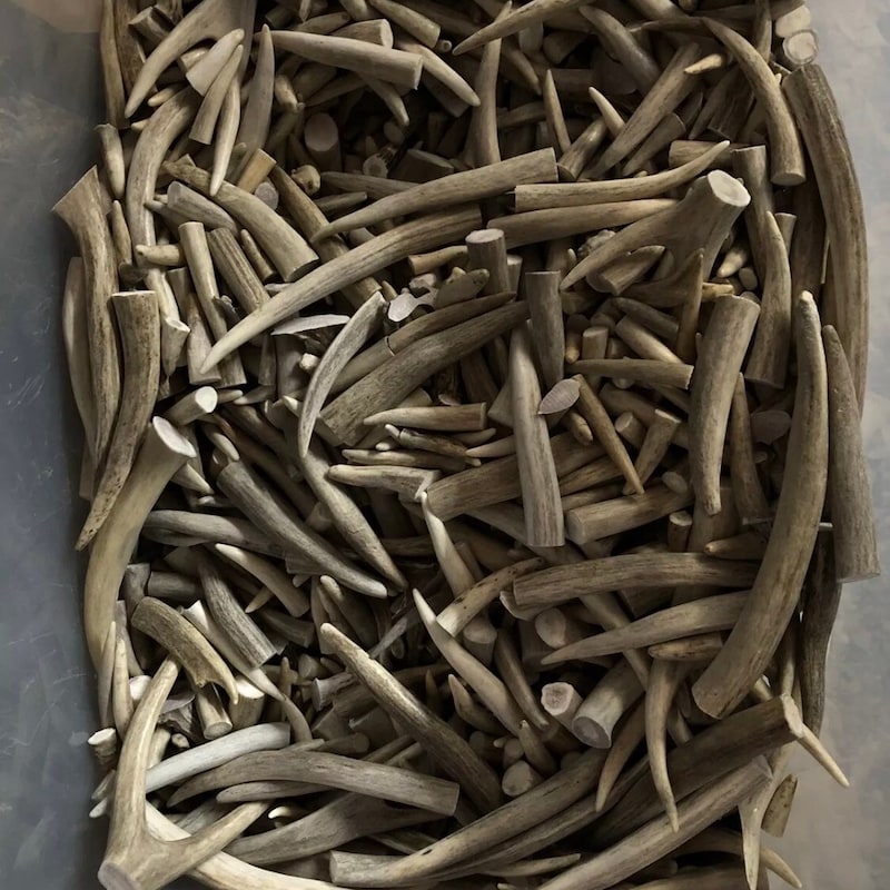 Antler Tip - Etsy