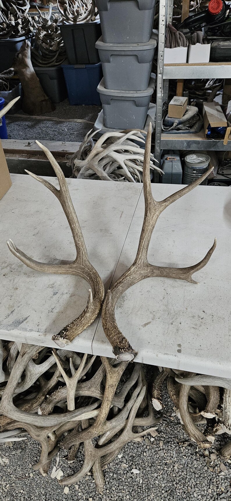 Big Mule Deer Antlers - Etsy