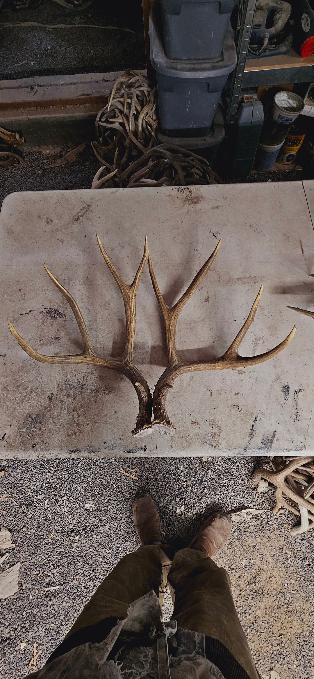 Big Mule Deer Shed Antlers Rack - Etsy