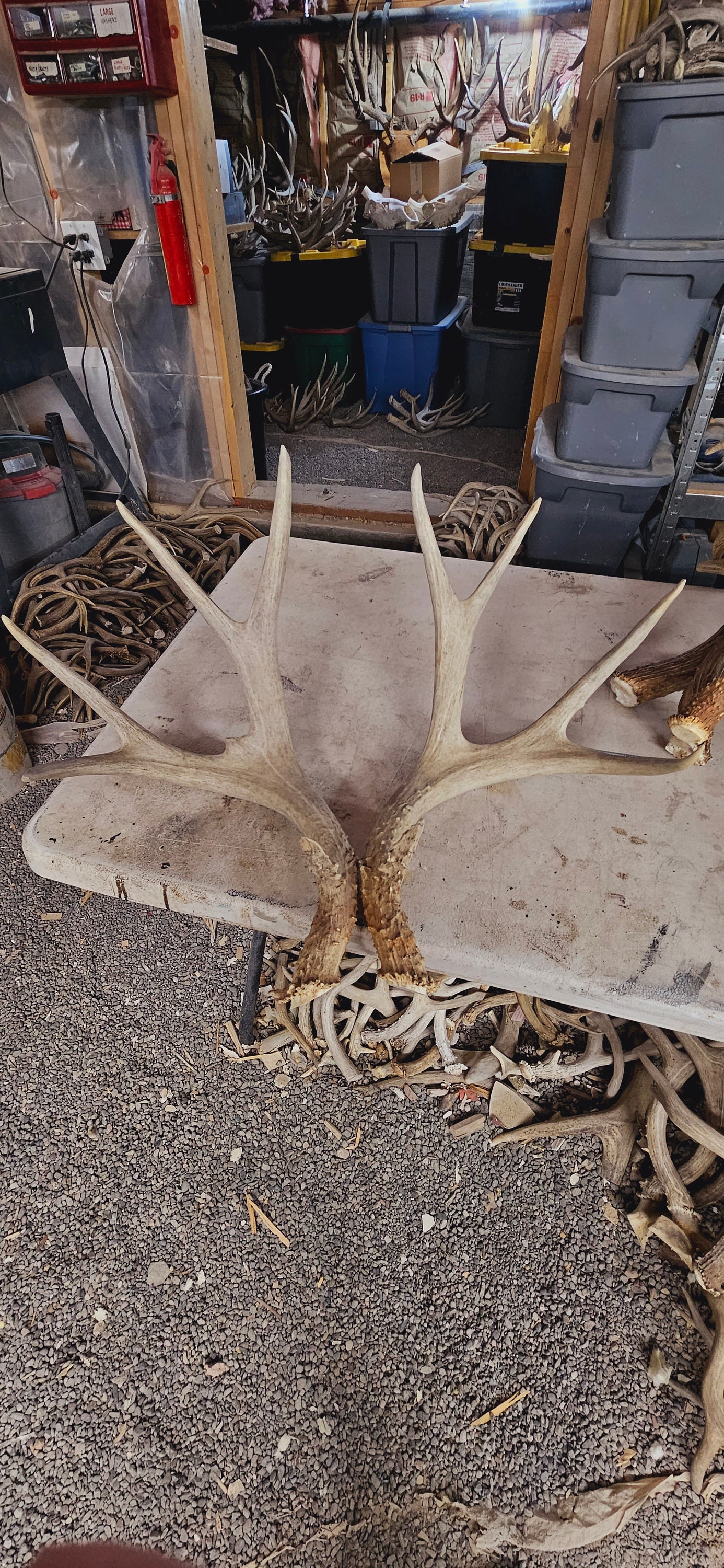 Huge 178-179 Mule Deer Antlers Rack - Etsy
