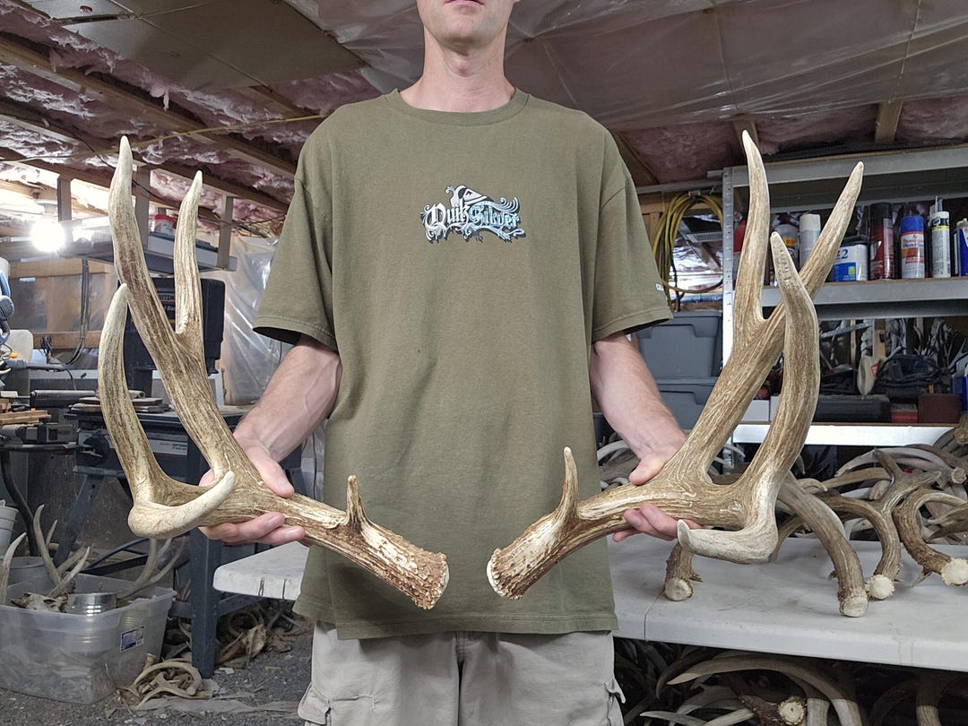 Huge 175” Mule Deer Sheds Antlers Rack - Etsy