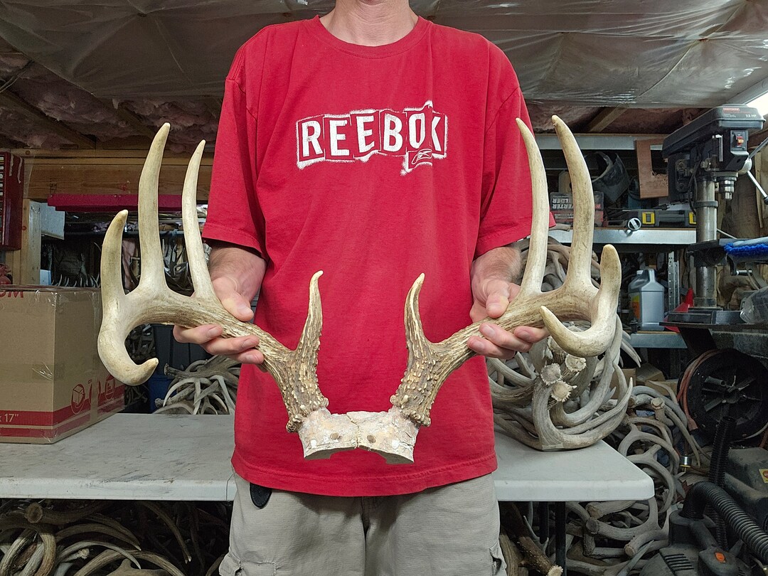 Nice Whitetail Rack Set of Antlers - Etsy