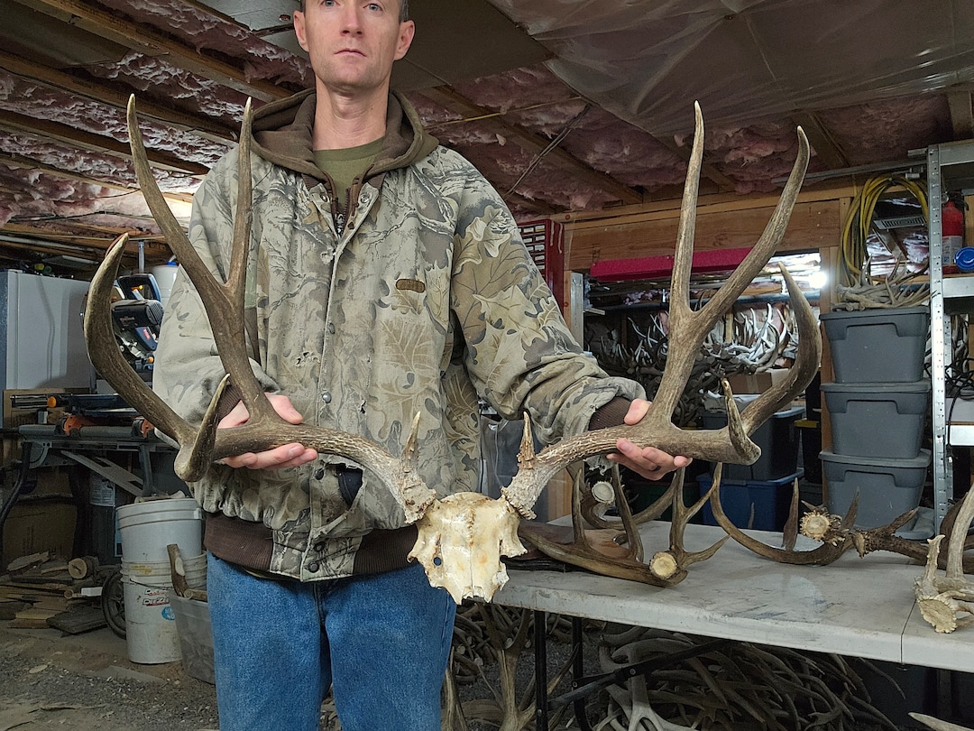 Huge 180 Mule Deer Shed Antlers Rack - Etsy
