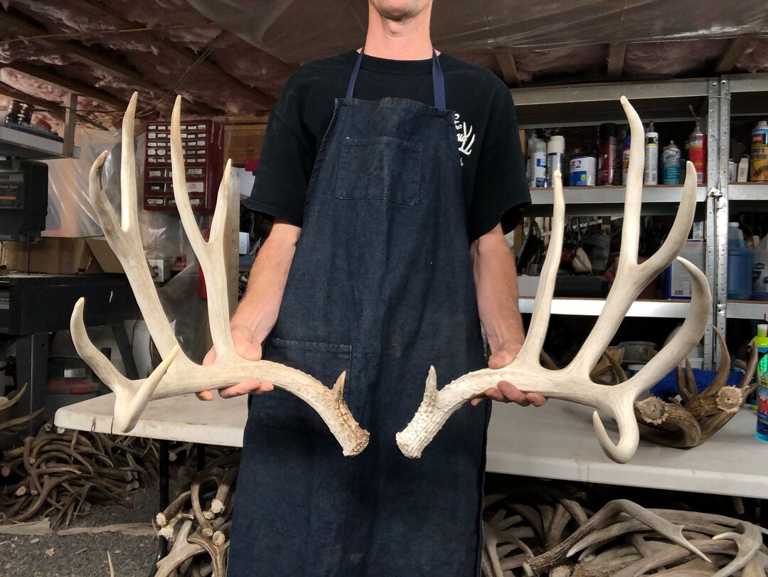 Huge 202 Mule Deer Shed Antlers Rack - Etsy