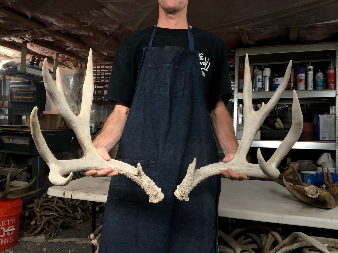 Huge 174-175” Mule Deer Shed Antlers Rack - Etsy