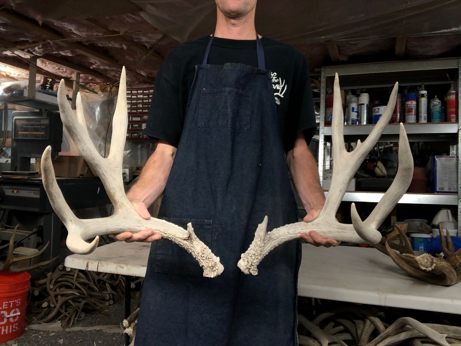 Huge 174-175 Mule Deer Shed Antlers Rack - Etsy