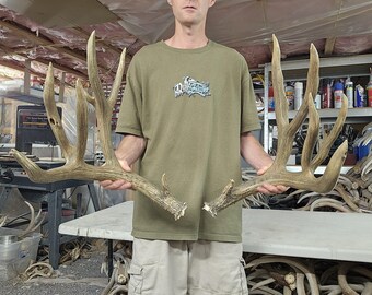 Bulk Craft Mule Deer Antlers, Grade A Antler. Deer Antler Sheds From ...