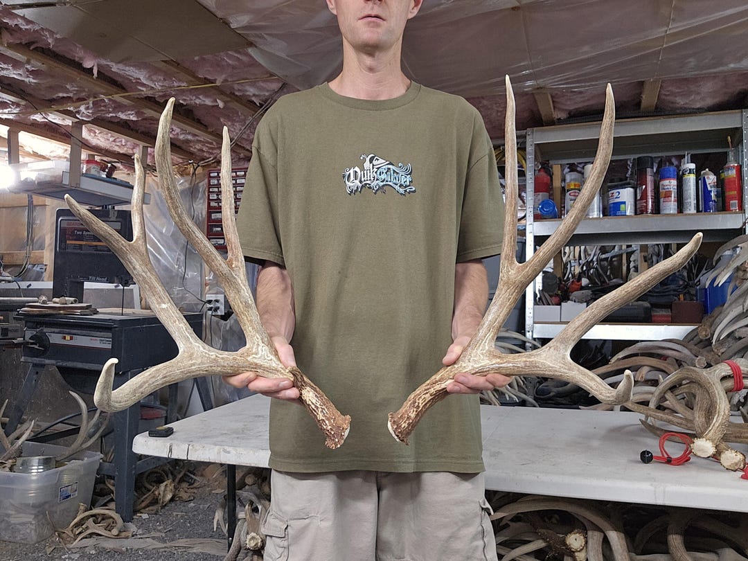 Huge 181” Mule Deer Sheds Antlers Rack - Etsy