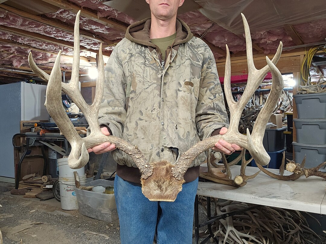 Huge Giant 208-209 Drop Tine Mule Deer Shed Antlers Rack - Etsy