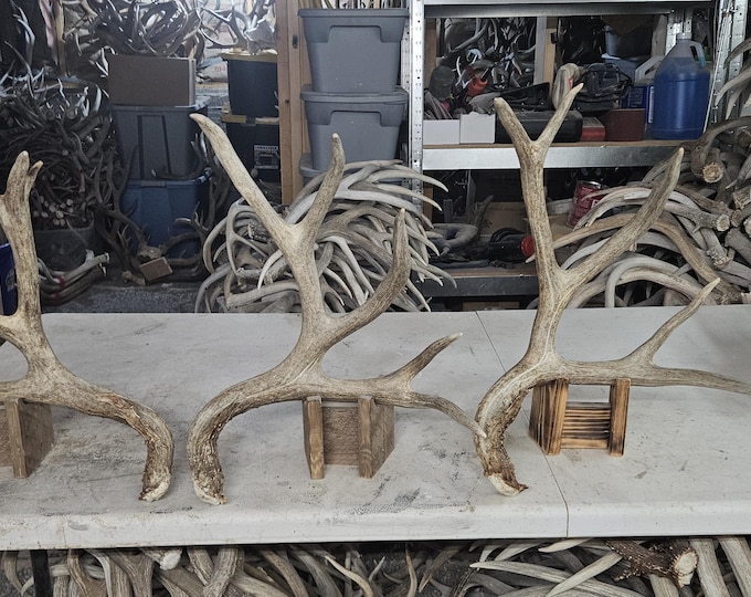 Elk/moose Shed Antler Mount Hanger Antlers Not Included - Etsy
