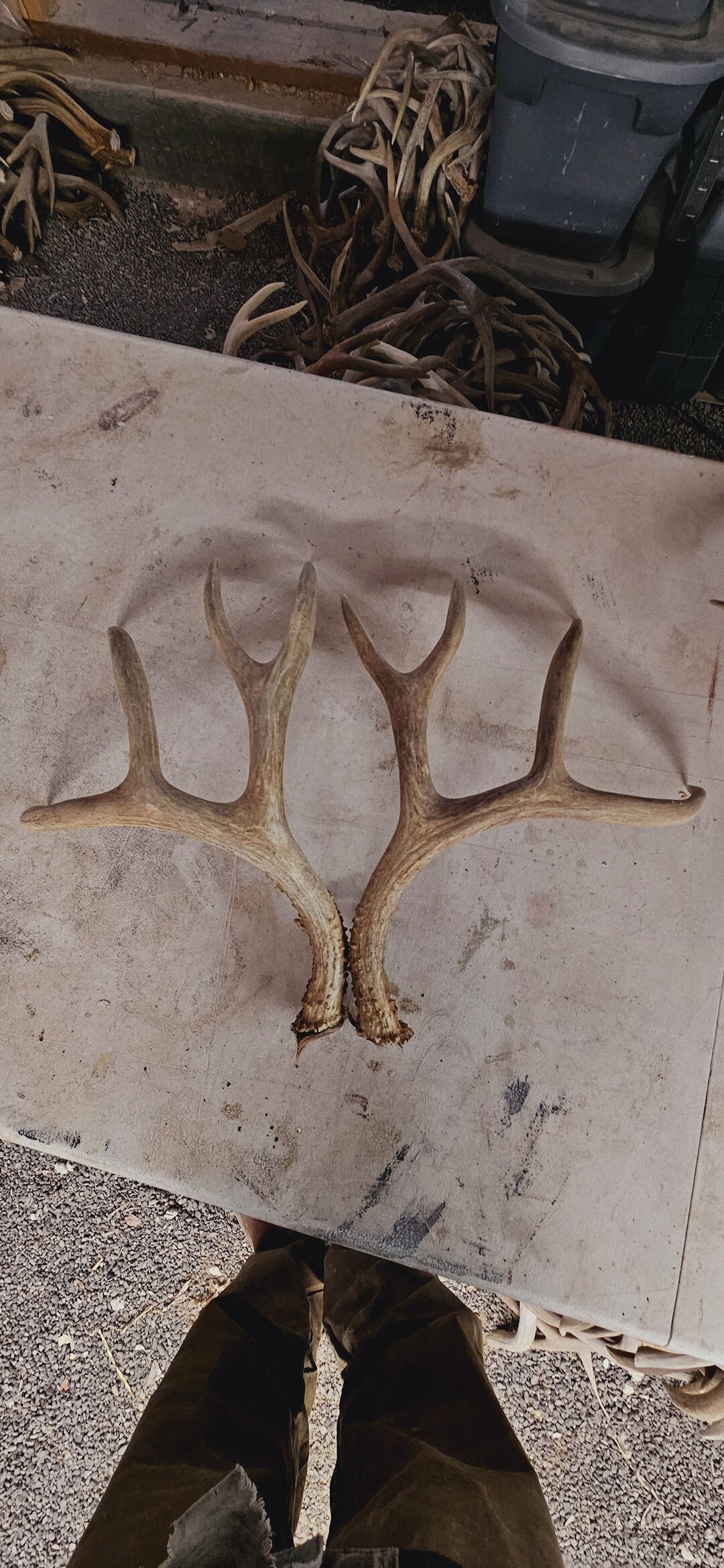 Big Mule Deer Shed Antlers Rack - Etsy
