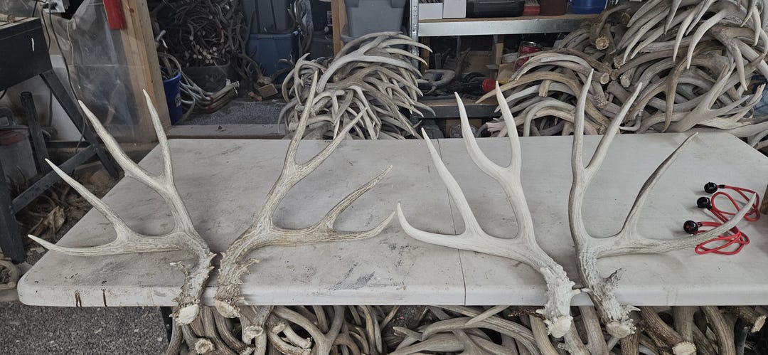 2 Consecutive Mule Deer Sets of Sheds Antlers Rack - Etsy