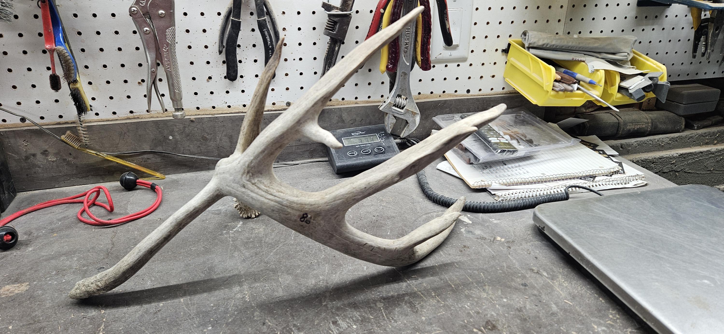 Huge 86 Drop Tine Whitetail Deer Shed Antler - Etsy