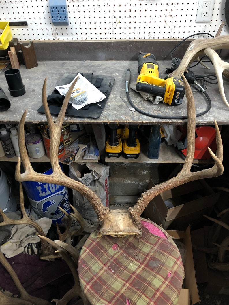 Big Brown Mule Deer Rack - Etsy