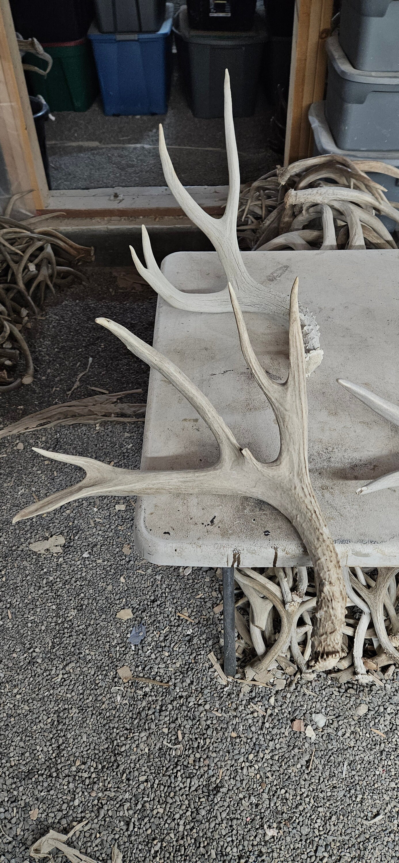5 Big Mule Deer Sheds Antlers Rack - Etsy
