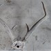 Big Mule Deer Shed Antlers Rack - Etsy