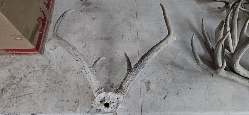 Big Mule Deer Shed Antlers Rack - Etsy