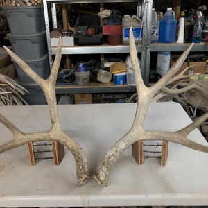 Huge 180 Mule Deer Antlers Rack - Etsy