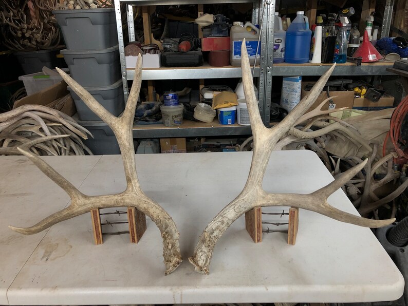 Huge 180 Mule Deer Antlers Rack - Etsy
