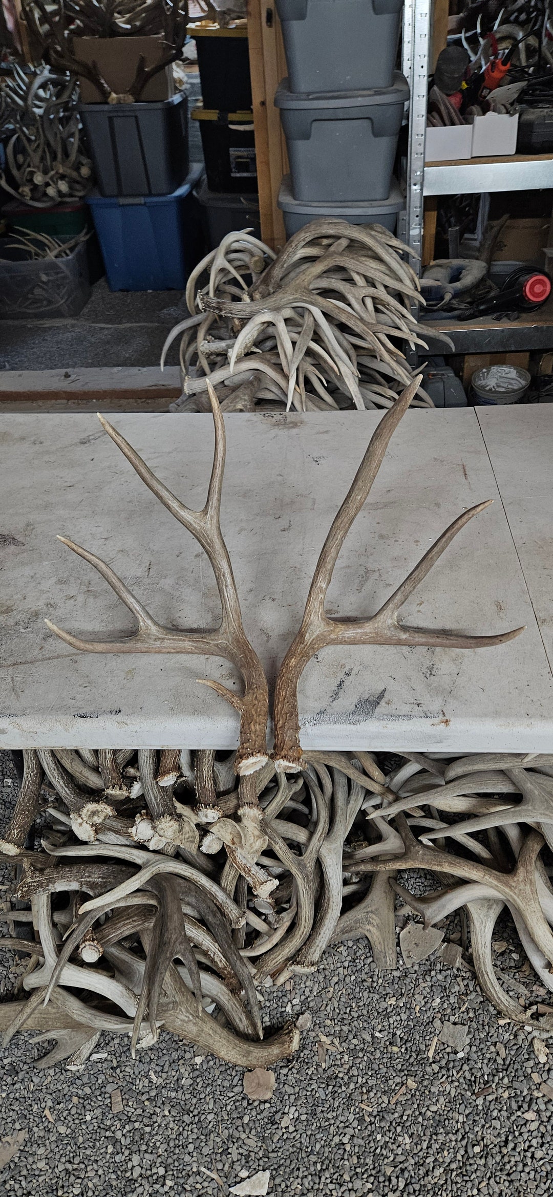 Nice Mule Deer Shed Antlers Rack - Etsy