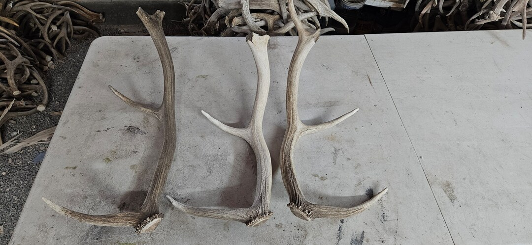 3 Nice Elk Shed Antlers - Etsy