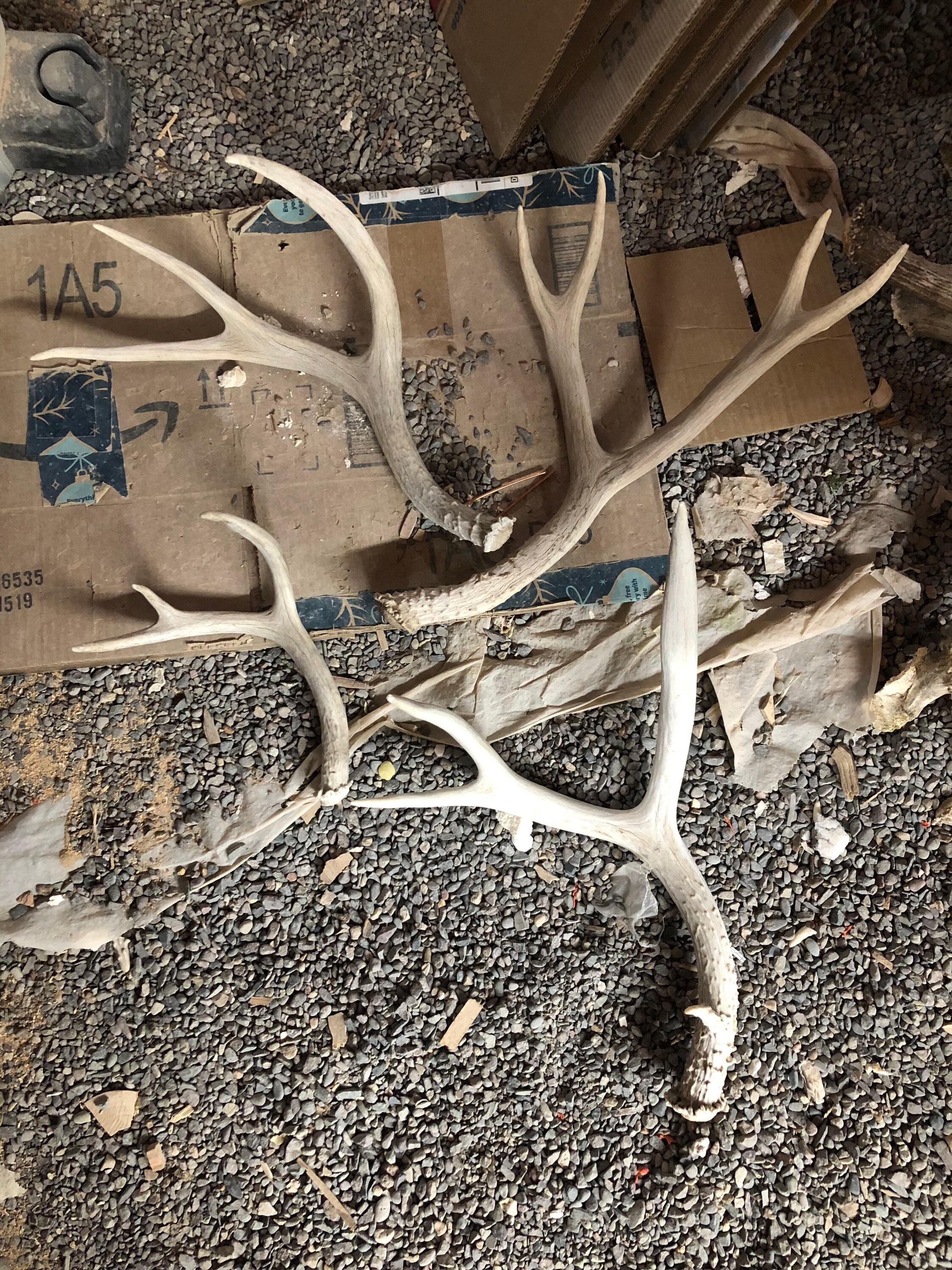 10 Lbs of Hard White Deer Antlers - Etsy