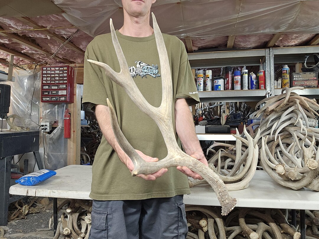 Huge 86” Mule Deer Shed Antlers Rack - Etsy