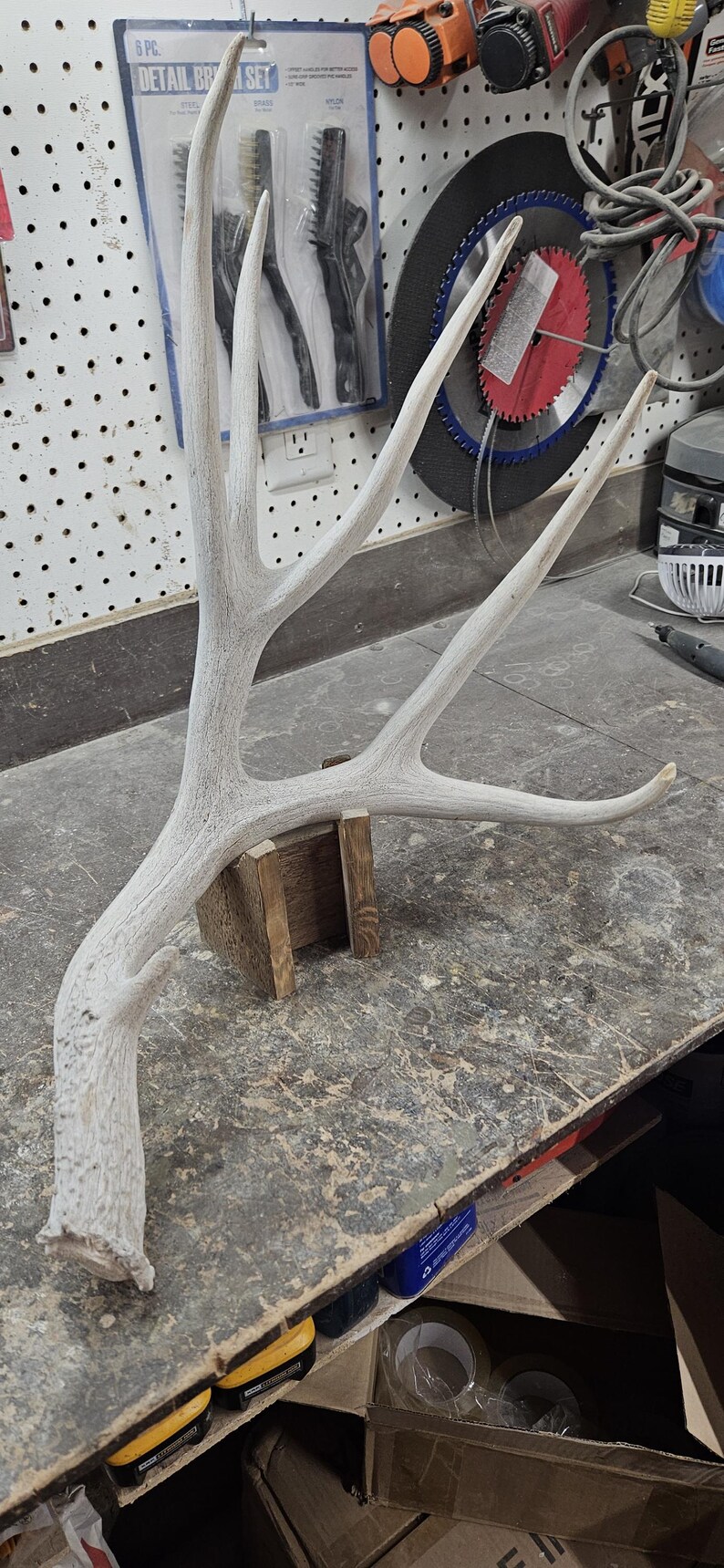 Huge 95” Mule Deer Shed Antler - Etsy
