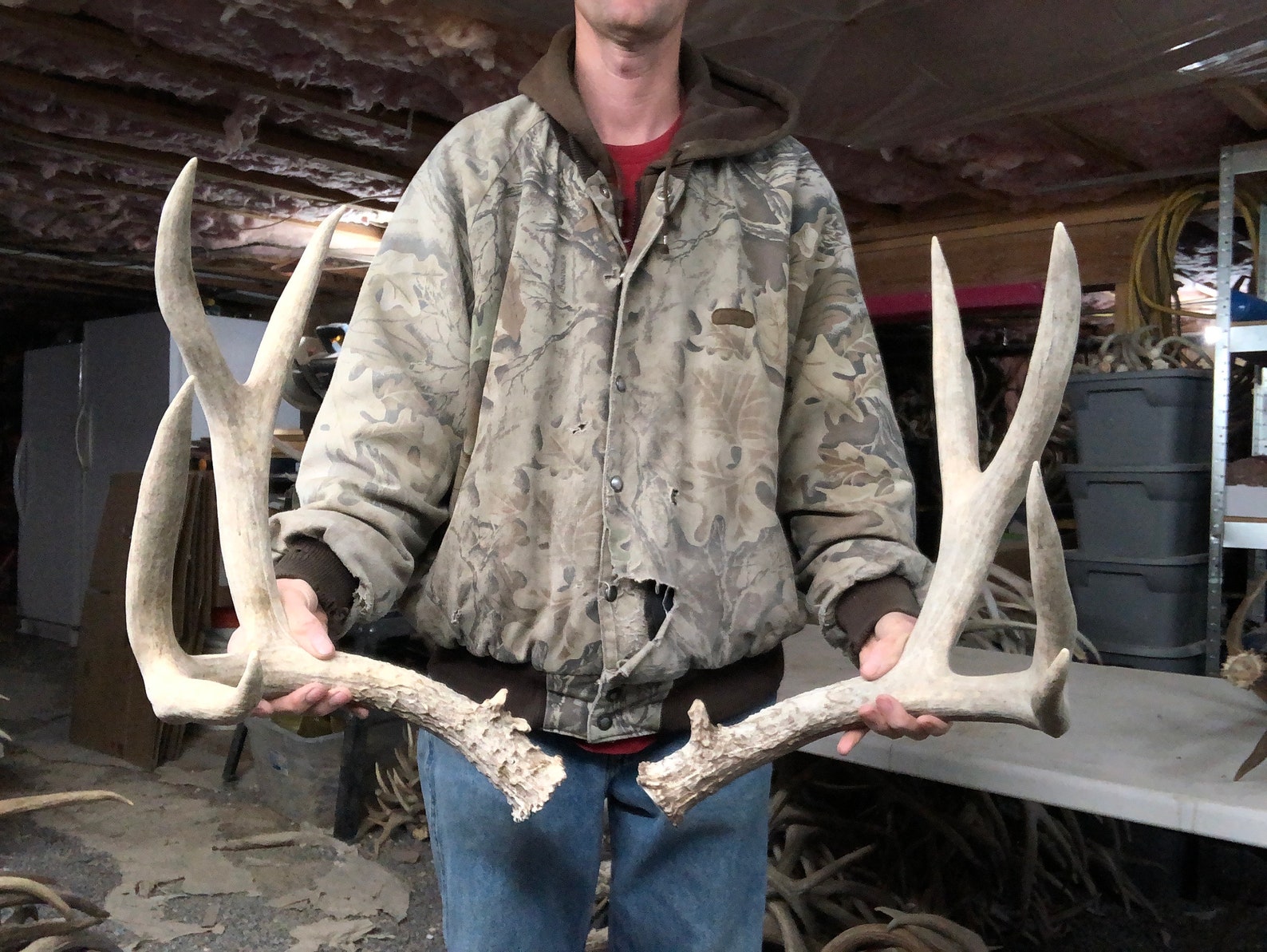 Huge 180 Mule Deer Antlers Rack - Etsy