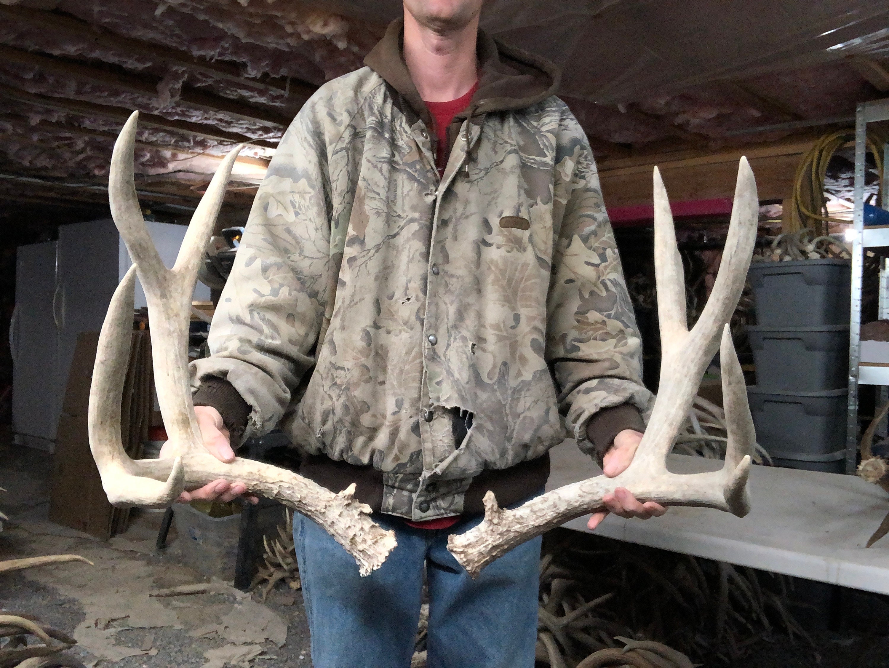 Huge 180 Mule Deer Antlers Rack - Etsy