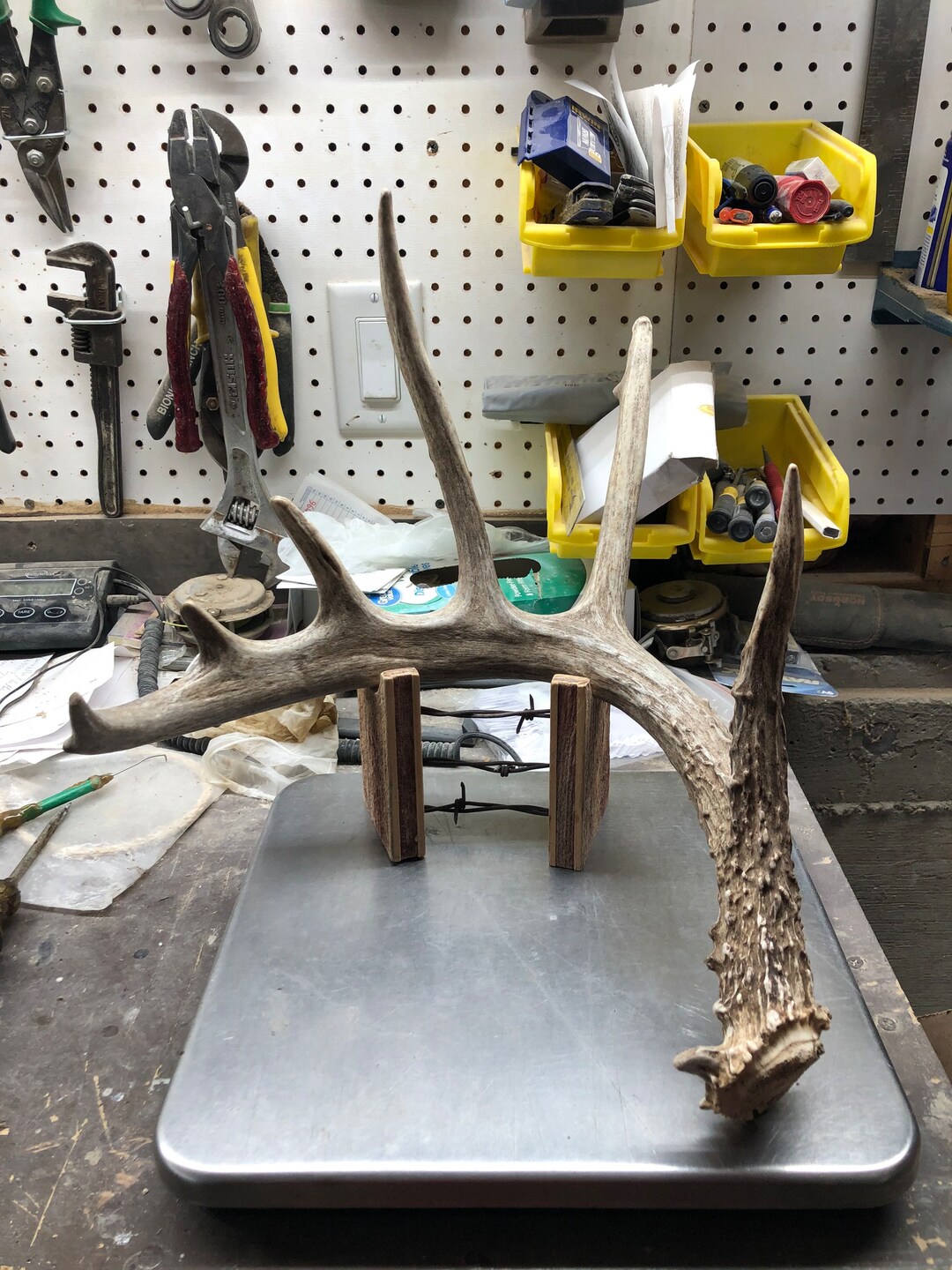 Huge 70” Brown Droptine Whitetail Deer Shed Antler - Etsy