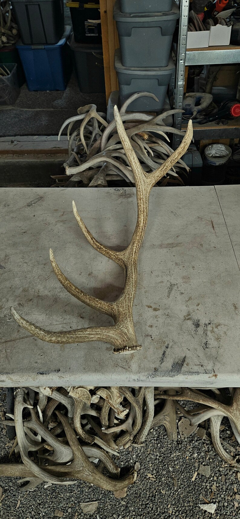 Big Elk Shed Antler - Etsy