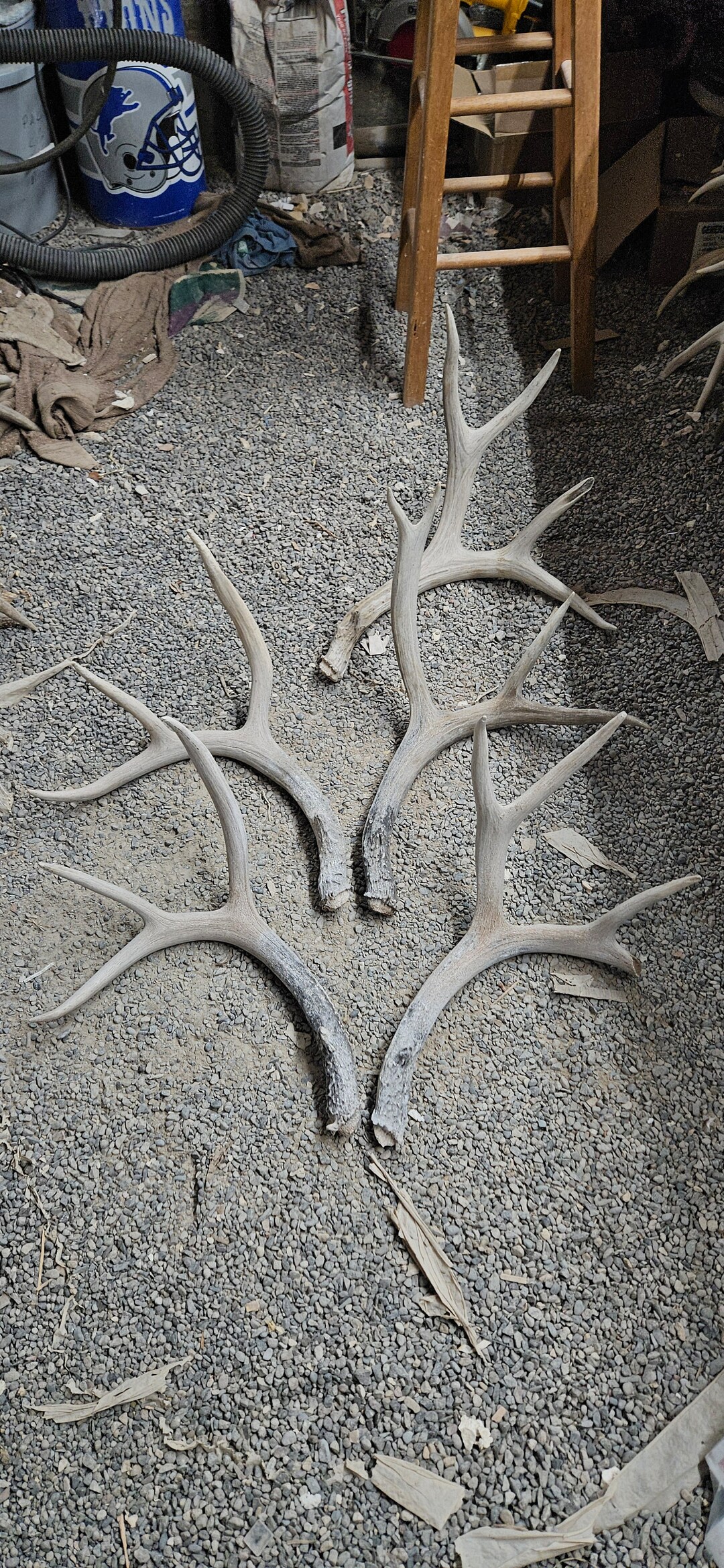 Big Mule Deer Sheds Antlers Rack - Etsy