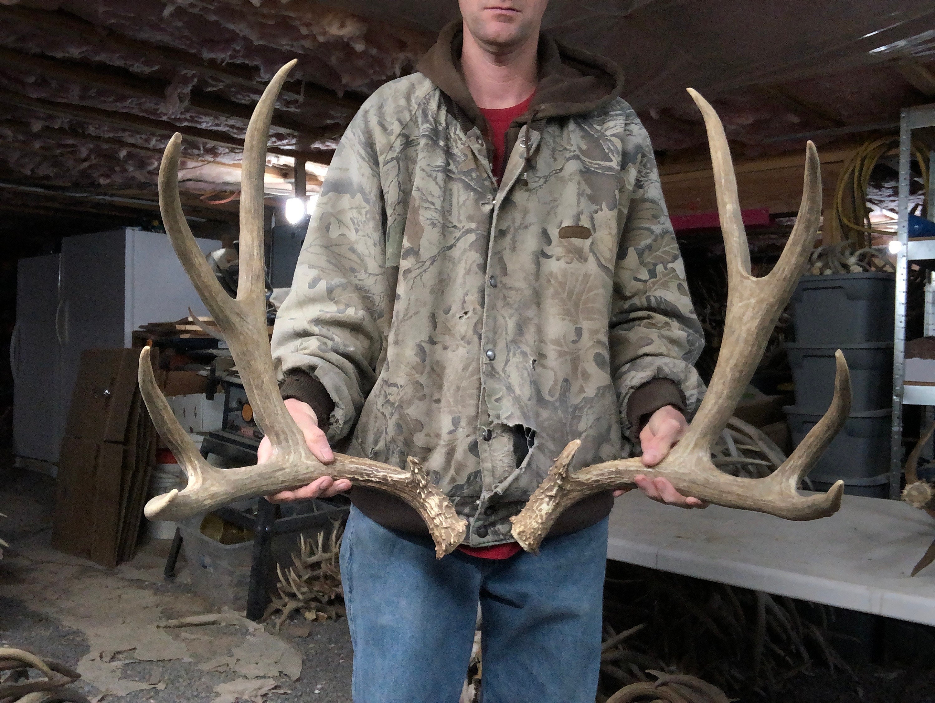 Monster Mule Deer Sheds