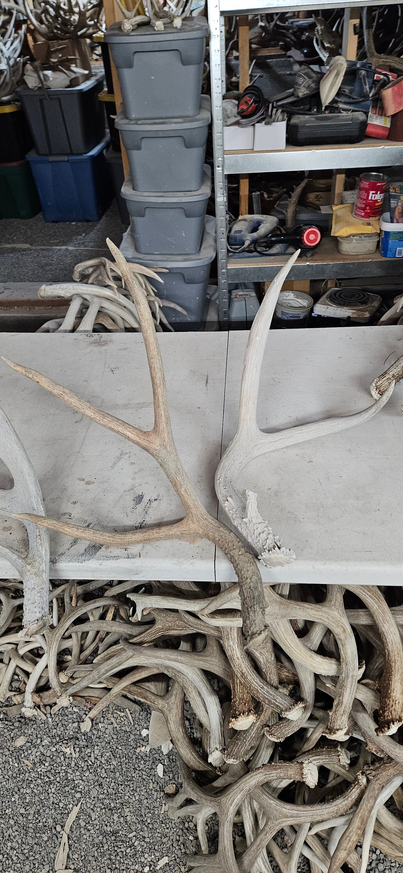 5 Big Mule Deer Sheds Antlers Rack - Etsy