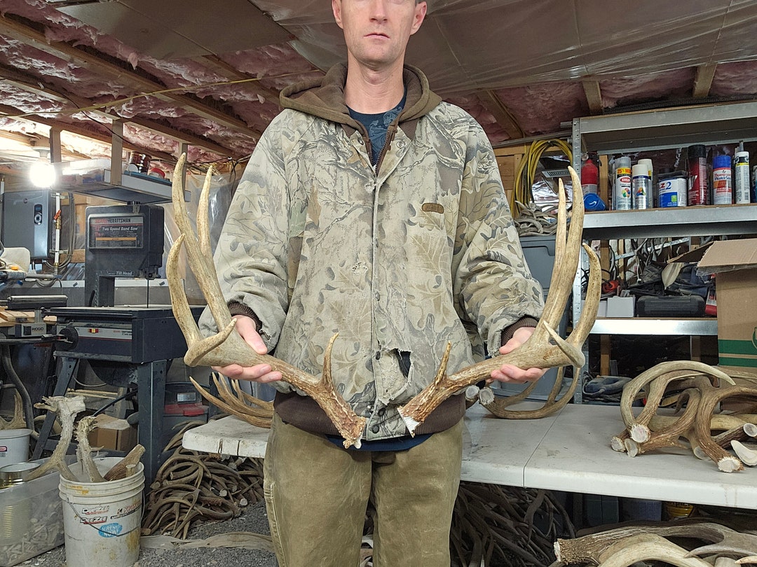 Big Mule Deer Shed Antlers Rack - Etsy