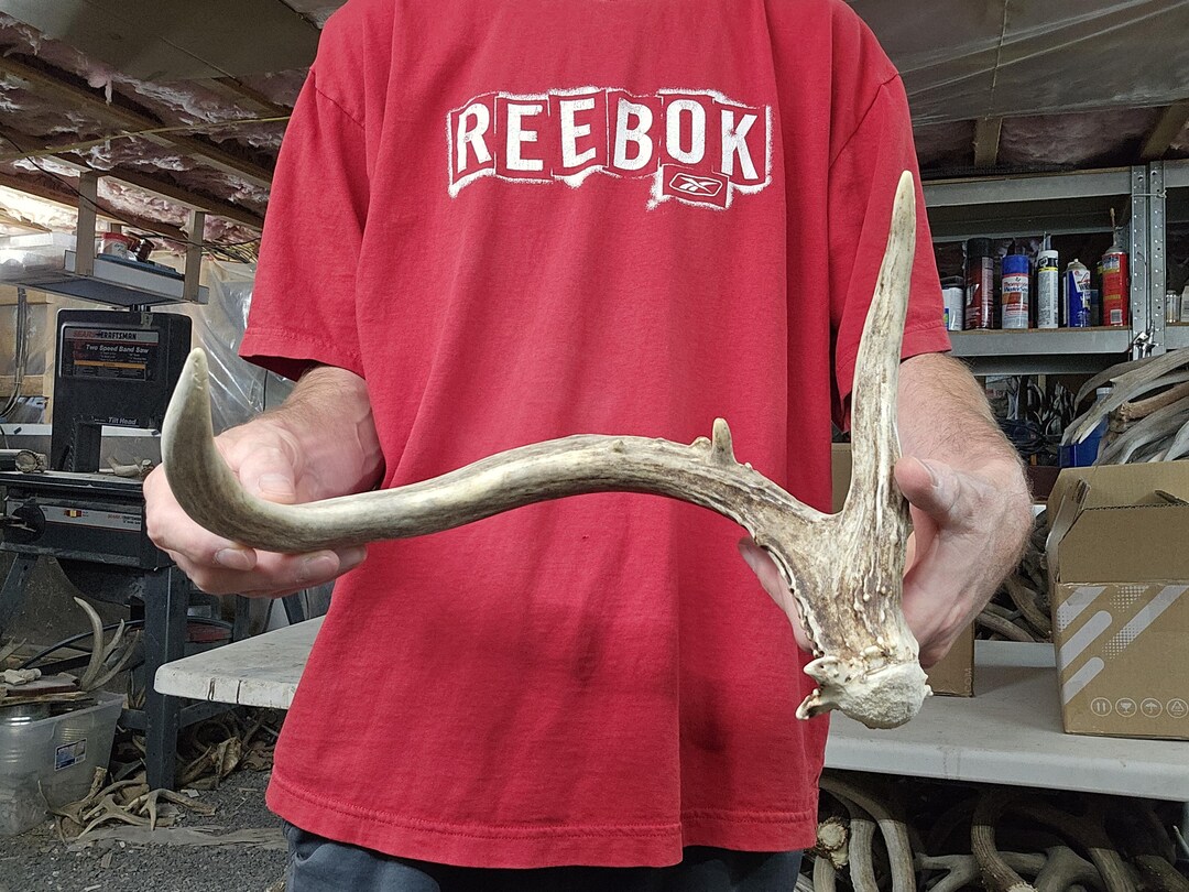 Freak Brown Whitetail Deer Shed Antler - Etsy