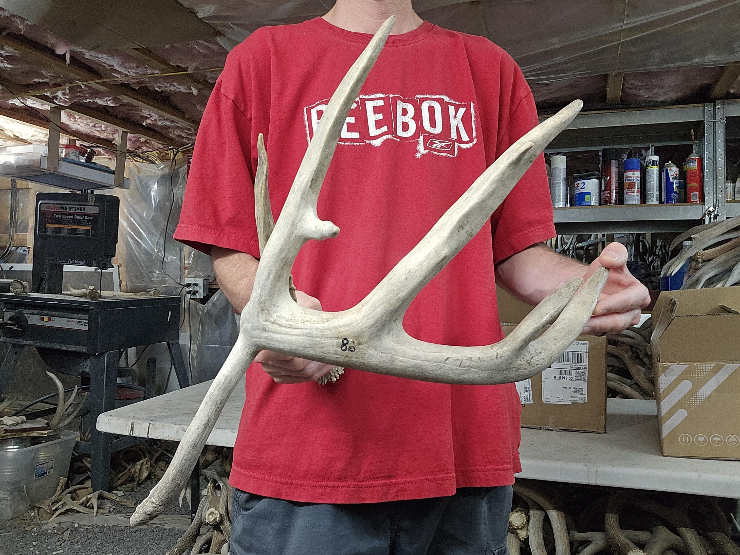 Huge 86” Drop Tine Whitetail Deer Shed Antler - Etsy