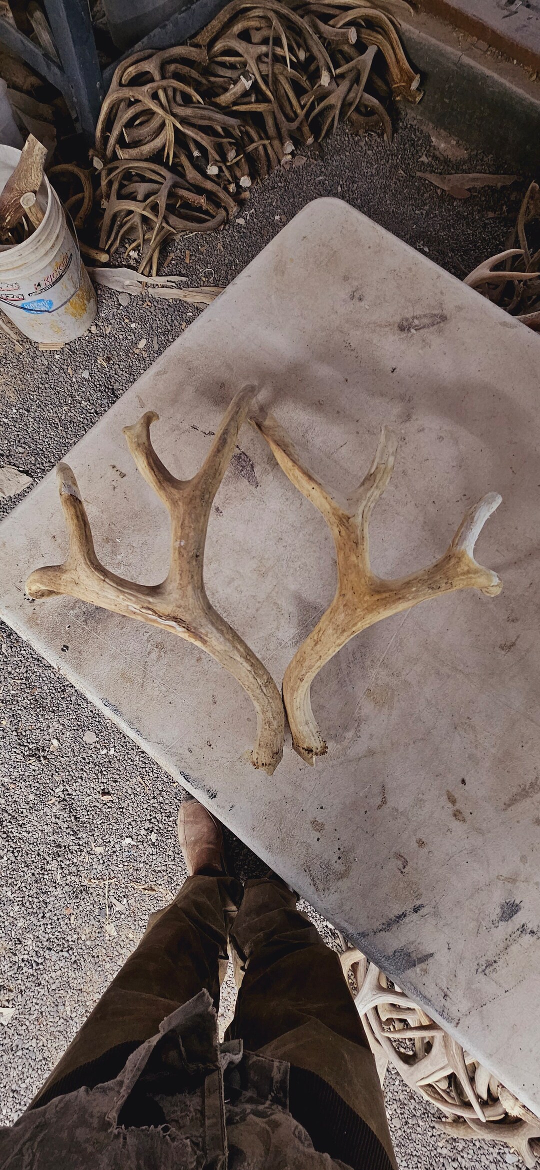 Big Mule Deer Shed Antlers Rack - Etsy