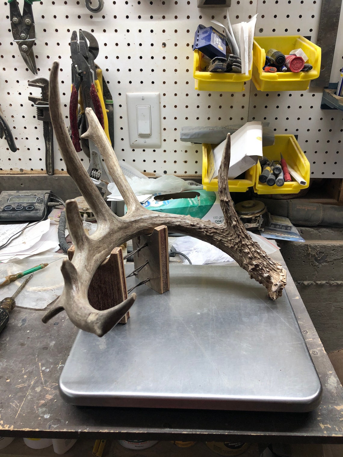 Huge 70” Brown Droptine Whitetail Deer Shed Antler - Etsy