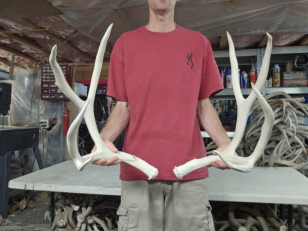 Huge 173” Mule Deer Sheds Antlers Rack - Etsy
