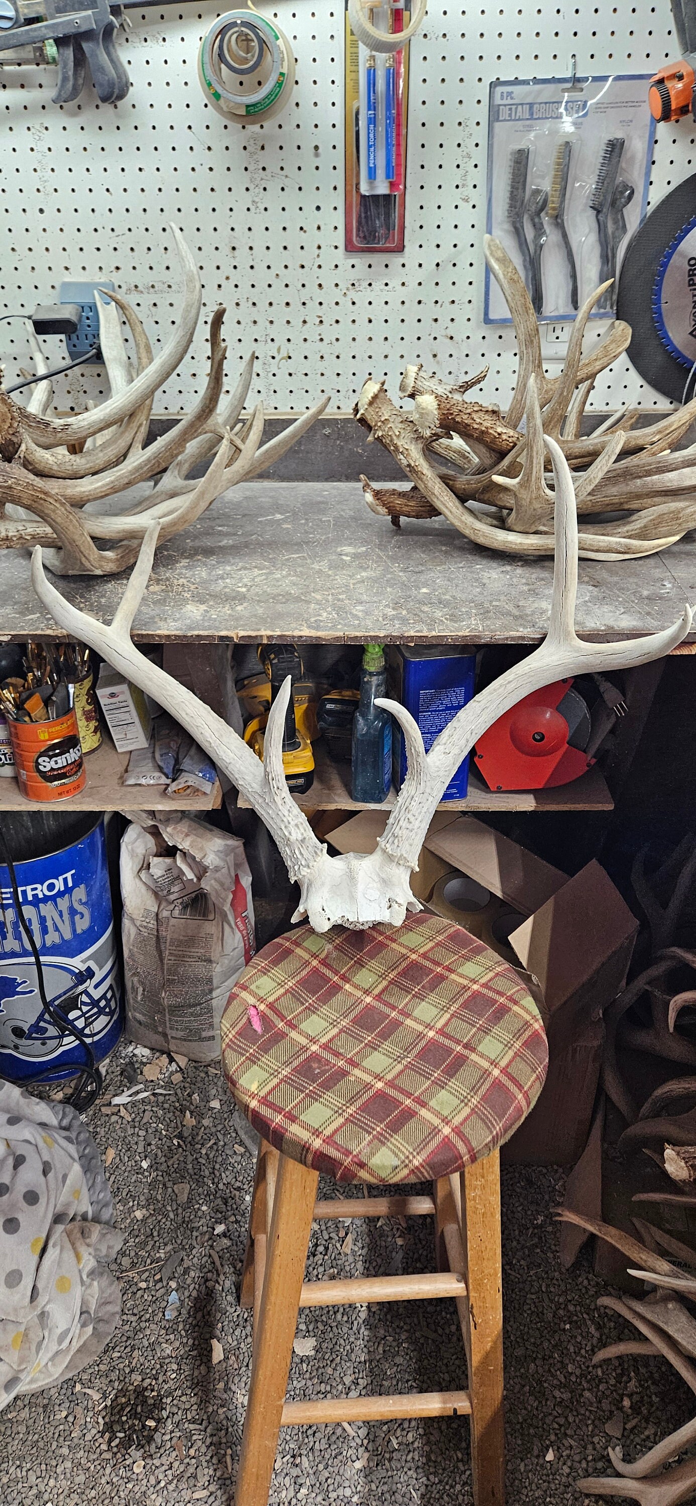 Big Mule Deer Shed Antlers Rack - Etsy