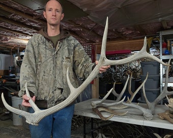 Big 5 Point DOUBLE MAIN BEAMS Whitetail Deer Shed Antler Taxidermy Log ...