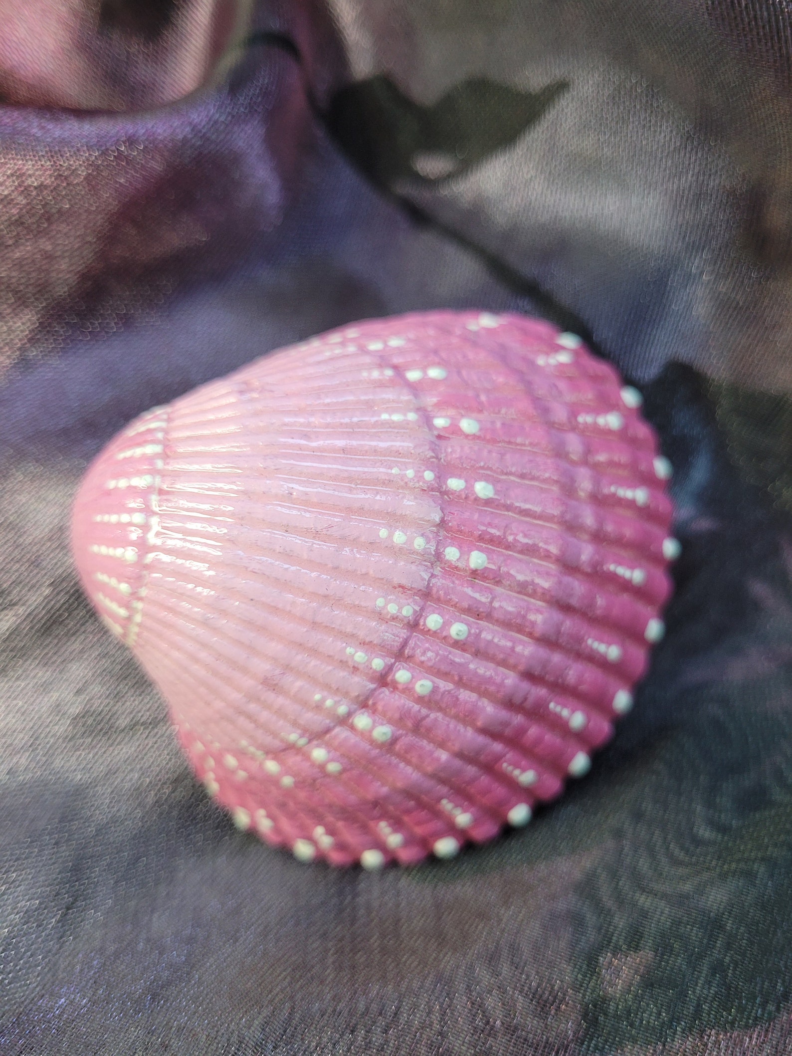 Acrylic Painted Seashell, Pink and White Painted - Etsy