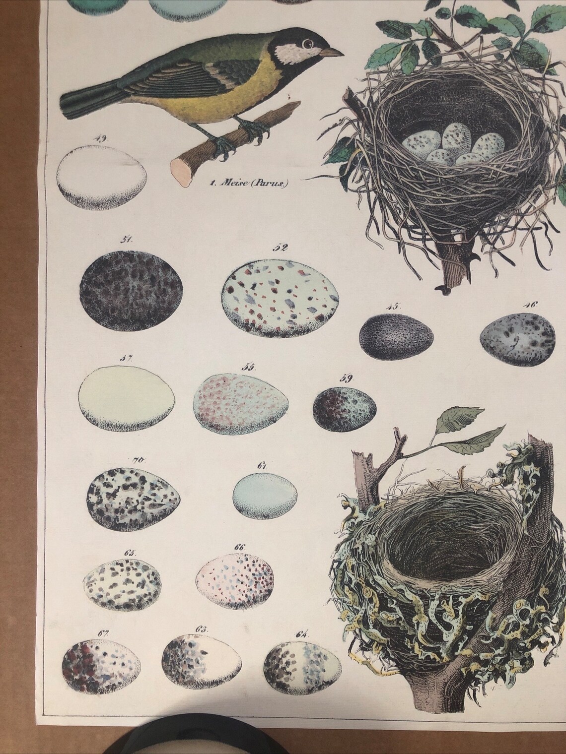 Natural History Birds Eggs Nests Poster Collage Vintage Style Animals ...