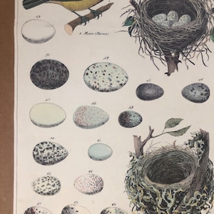 Natural History Birds Eggs Nests Poster Collage Vintage Style Animals ...