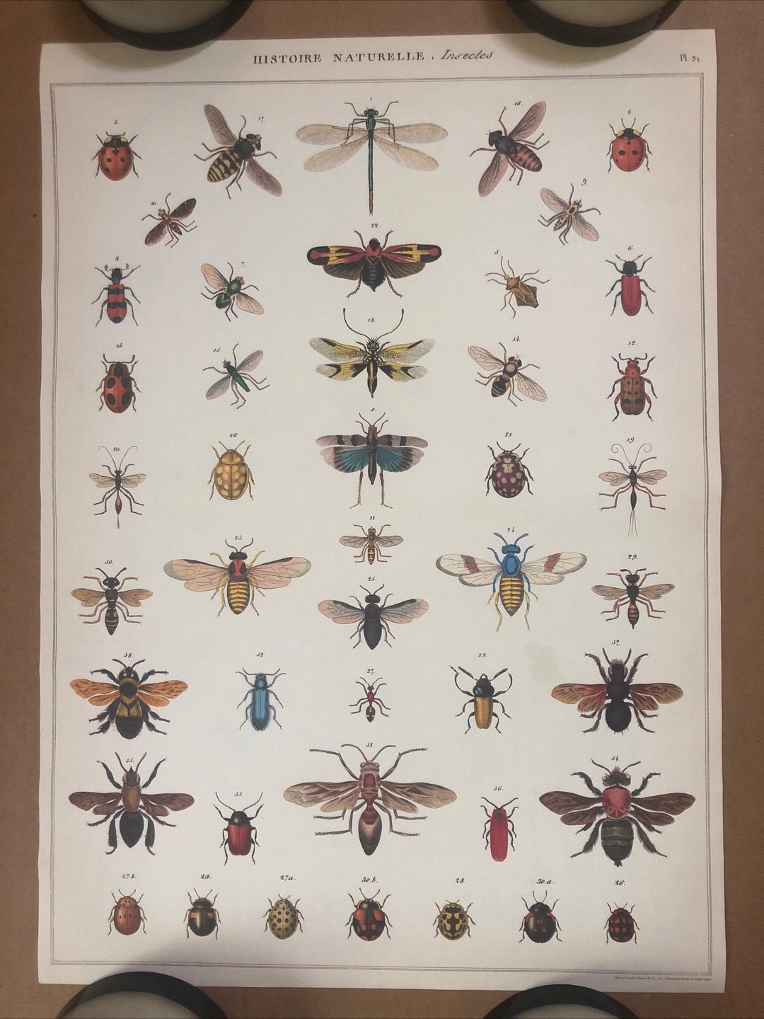 Natural History Insects Collage Poster Bugs French Illustration ...