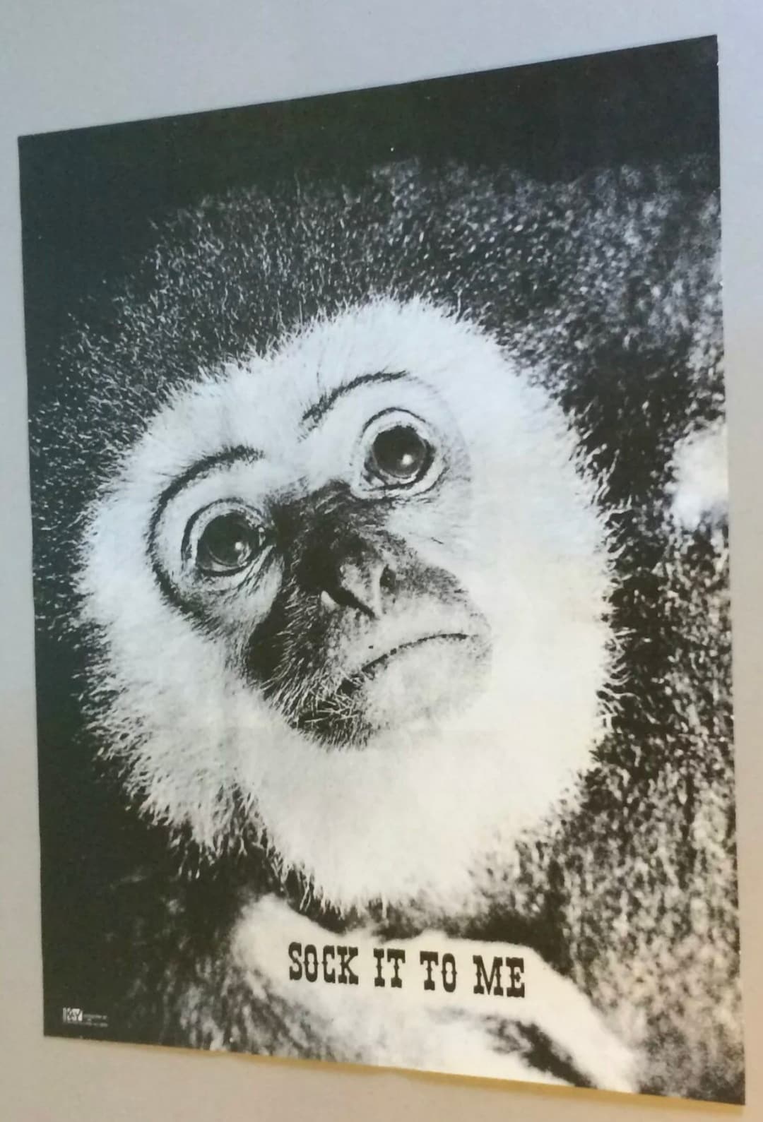 Sock It to Me Original Vintage Poster Monkey Headshop Animal - Etsy