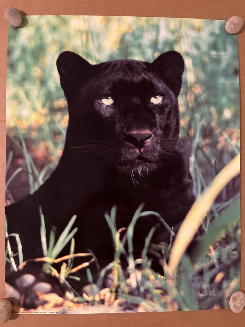 Royal Panther Black Cat Jungle Animal Vintage Poster 1980s - Etsy