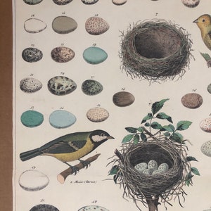 Natural History Birds Eggs Nests Poster Collage Vintage Style Animals ...